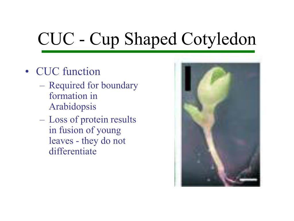 PPT - NAC Protein Family PowerPoint Presentation, free download - ID ...