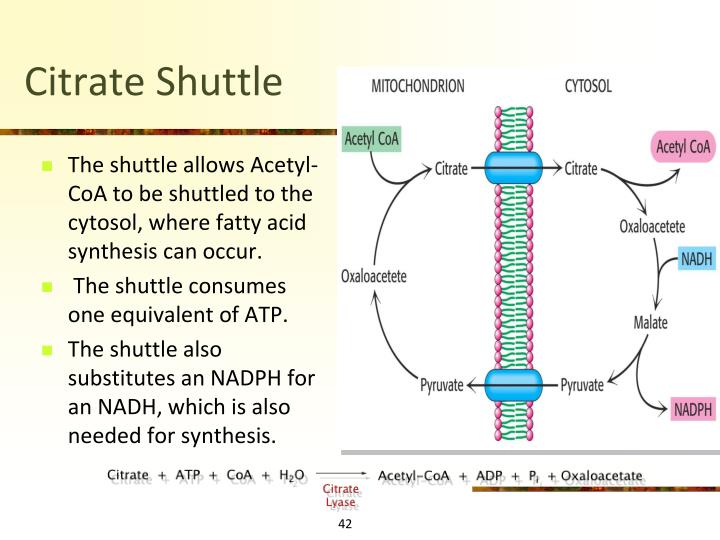 PPT - Fatty Acid Synthesis PowerPoint Presentation - ID:3831752