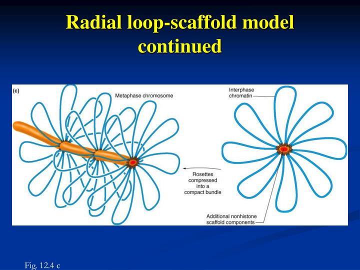 PPT - The nucleosome: the fundamental unit of chromosomal packaging of ...