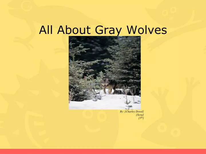 PPT - All About Gray Wolves PowerPoint Presentation, free download - ID:3835974