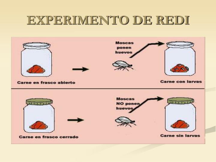 PPT - TEORIAS ORIGEN DE LA VIDA PowerPoint Presentation - ID:3836243