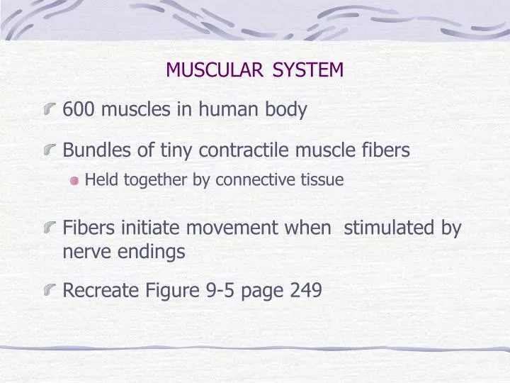 PPT - MUSCULAR SYSTEM PowerPoint Presentation, free download - ID:3838615