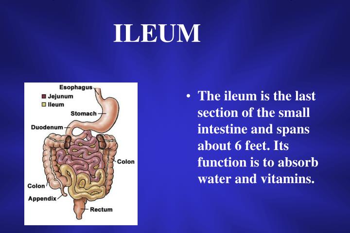 PPT - SMALL INTESTINE PowerPoint Presentation - ID:3840178