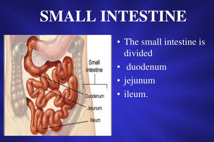 PPT - SMALL INTESTINE PowerPoint Presentation - ID:3840178