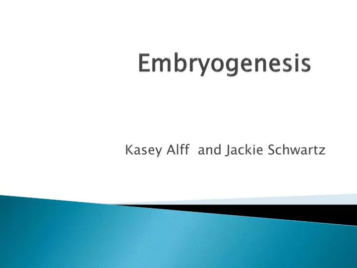 PPT - Embryogenesis PowerPoint Presentation, free download - ID:3842426