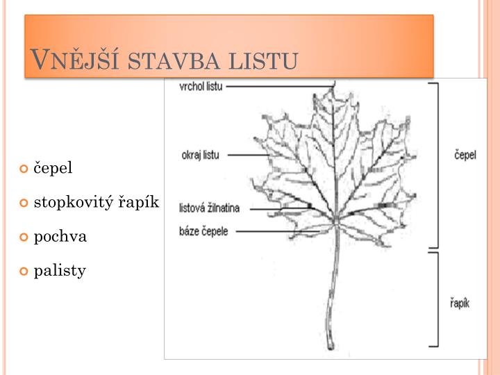 PPT - List PowerPoint Presentation - ID:3843509