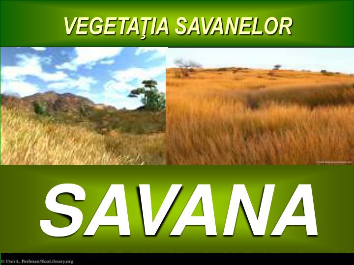 PPT - Mediul de savana PowerPoint Presentation - ID:3844761