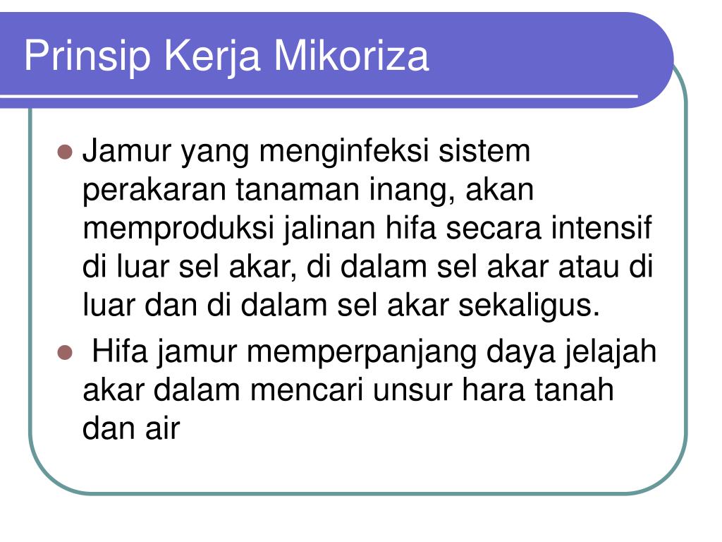 PPT - MYKORIZA PowerPoint Presentation, free download - ID:3845066
