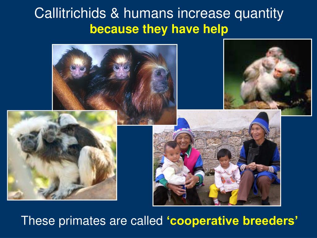 PPT - Comparative Primatology and the Evolution of Human Life History ...