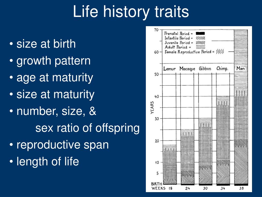 PPT - Comparative Primatology and the Evolution of Human Life History ...