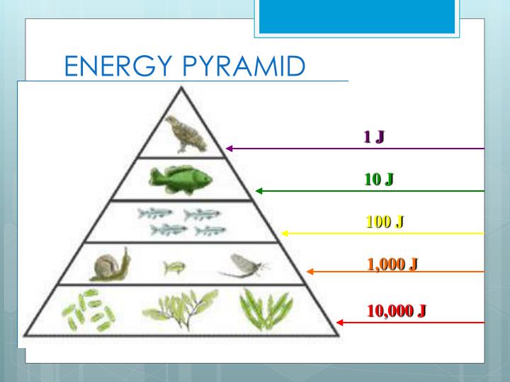 PPT - Trophic Levels, Energy transfer and Pyramids PowerPoint ...