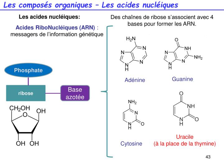 PPT - COURS de Biologie Fondamentale PowerPoint Presentation - ID:3850662