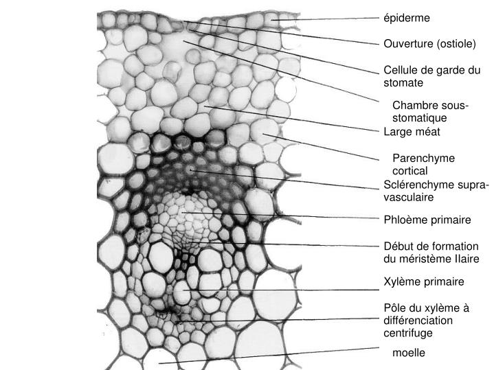 PPT - ANATOMIE VEGETALE Structures primaire et secondaire des tiges ...