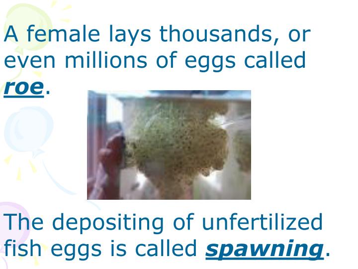 PPT - Lesson 17 How do fish reproduce and develop? PowerPoint ...