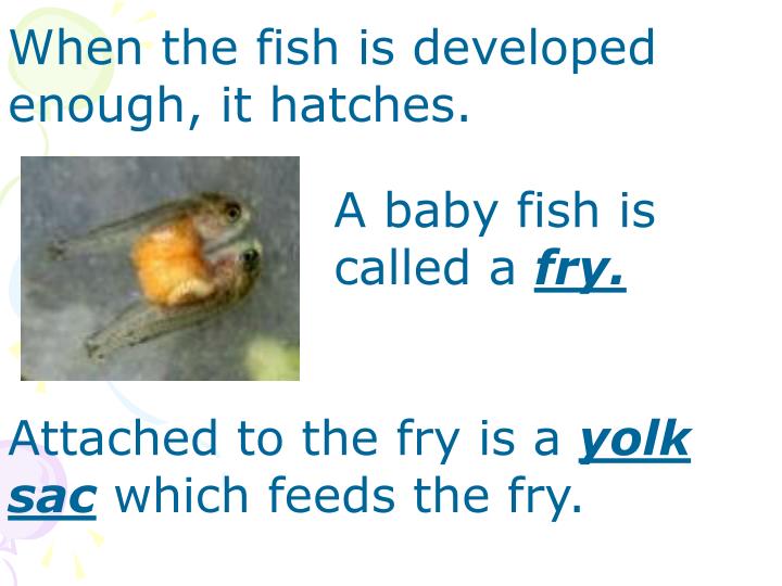PPT - Lesson 17 How do fish reproduce and develop? PowerPoint ...