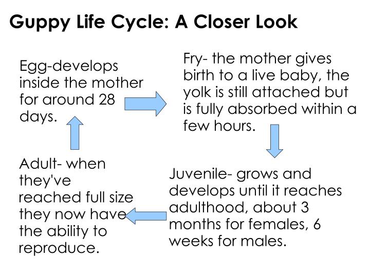 PPT - Life Cycle: Lesson 11 The Fish PowerPoint Presentation - ID:3853326