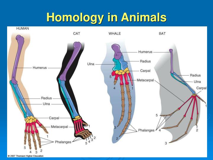 PPT - Introduction to Darwinian Evolution PowerPoint Presentation - ID ...