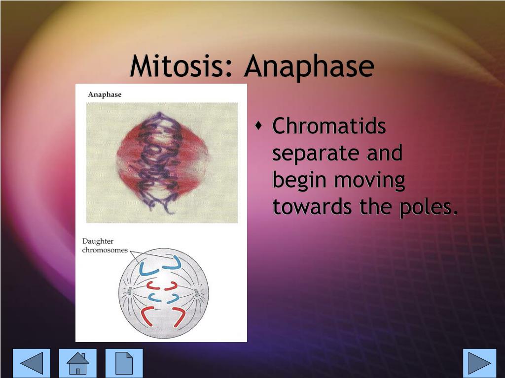 PPT - Mitosis and Meiosis PowerPoint Presentation, free download - ID ...