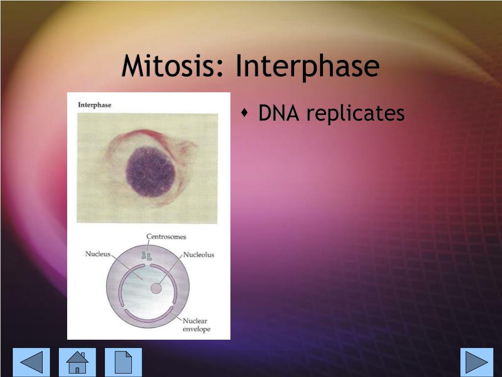 PPT - Mitosis and Meiosis PowerPoint Presentation, free download - ID ...