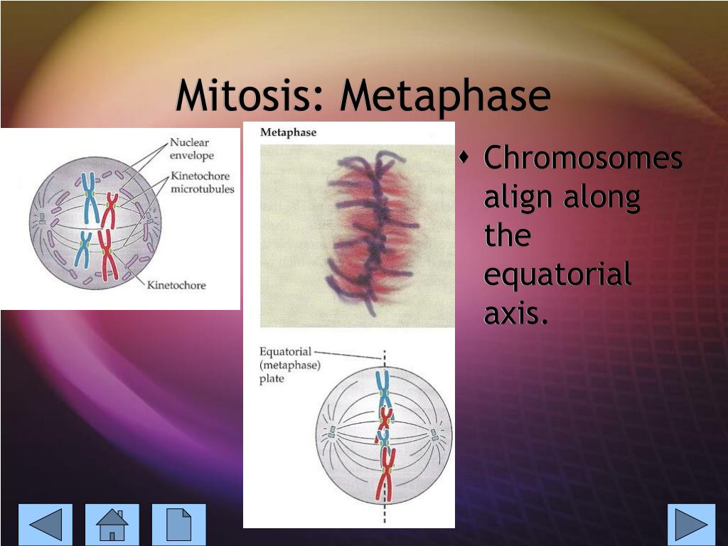 PPT - Mitosis and Meiosis PowerPoint Presentation, free download - ID ...