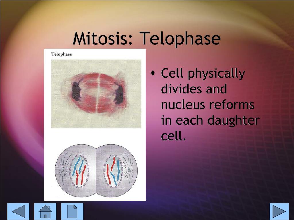 PPT - Mitosis and Meiosis PowerPoint Presentation, free download - ID ...