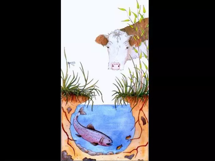 PPT - What is Cows and Fish? PowerPoint Presentation, free download ...
