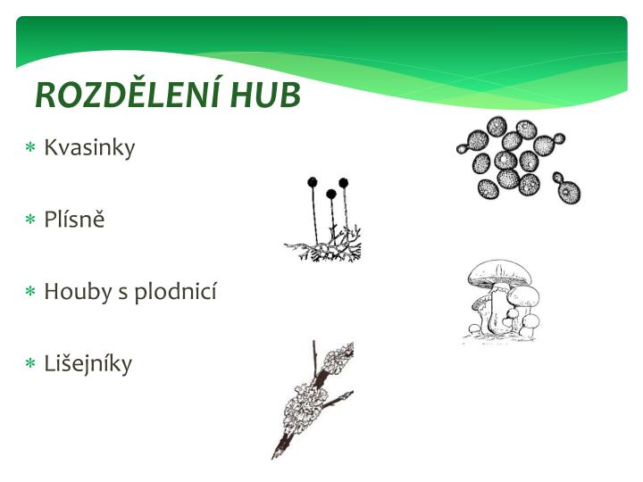 PPT - HOUBY kvasinky a plísně PowerPoint Presentation - ID:3857436