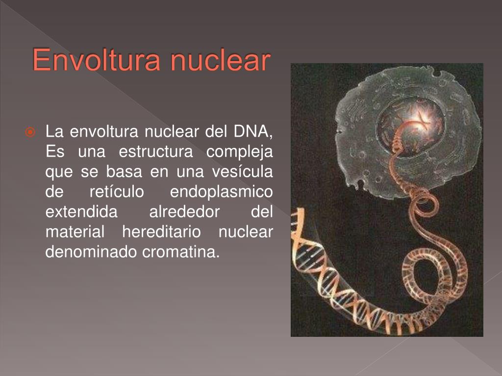 PPT - Organización citológica del material genético PowerPoint ...