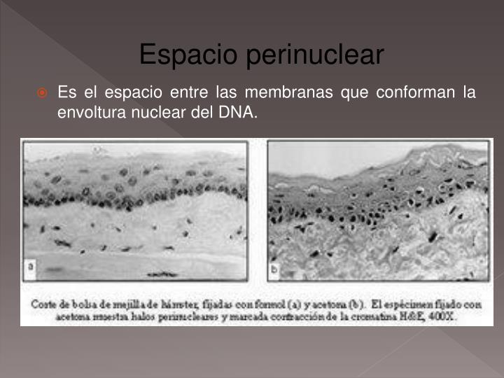 PPT - Organización citológica del material genético PowerPoint ...