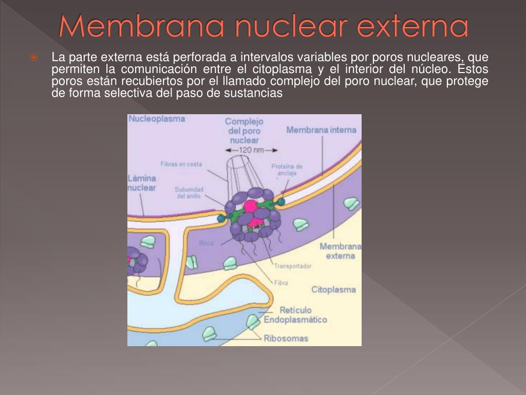 PPT - Organización citológica del material genético PowerPoint ...