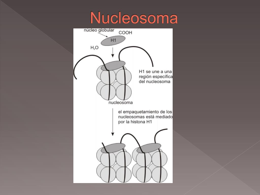 PPT - Organización citológica del material genético PowerPoint ...