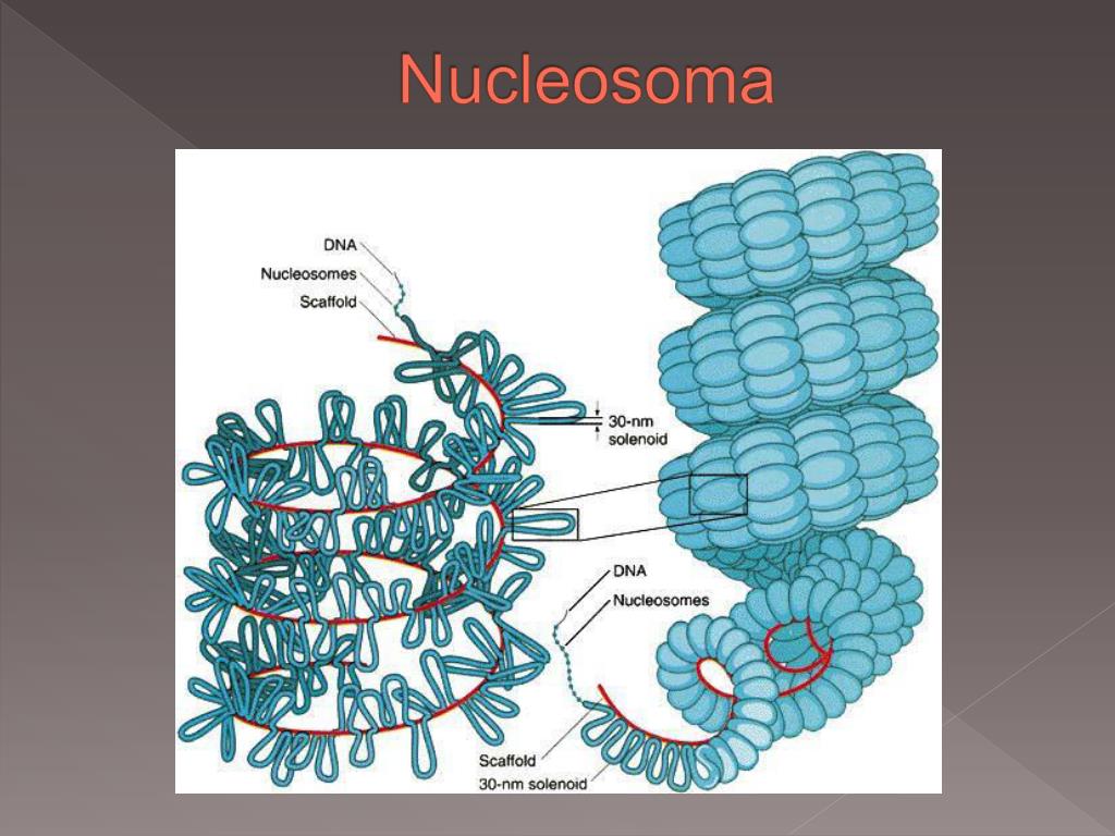 PPT - Organización citológica del material genético PowerPoint ...