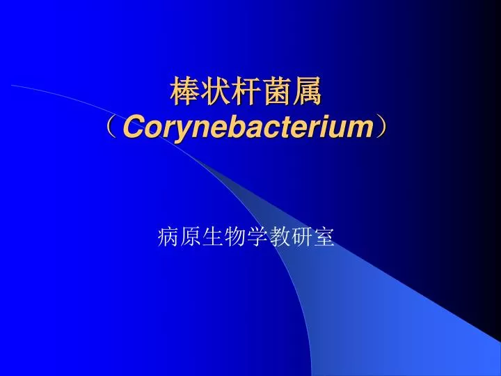 PPT - 棒状杆菌属 （ Corynebacterium ） PowerPoint Presentation, free download ...