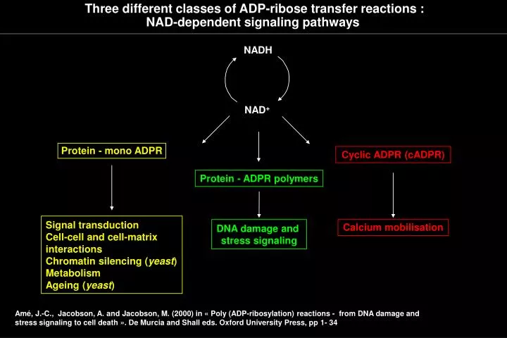 PPT - Three different classes of ADP-ribose transfer reactions : NAD ...