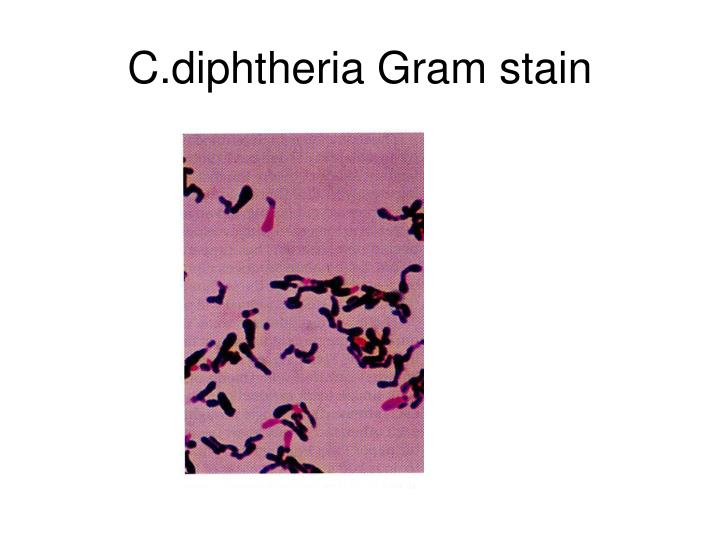 PPT - Chapter 10: Gram-Positive Rods PowerPoint Presentation - ID:3857769