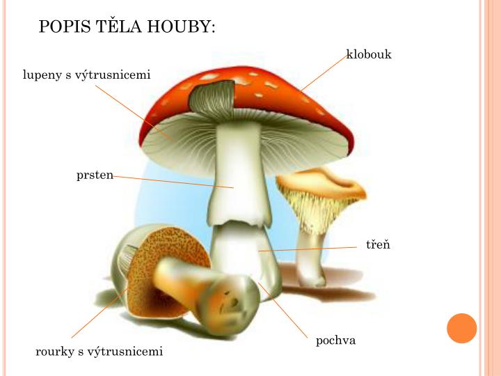 PPT - Houby mnohobuněčné PowerPoint Presentation - ID:3858077