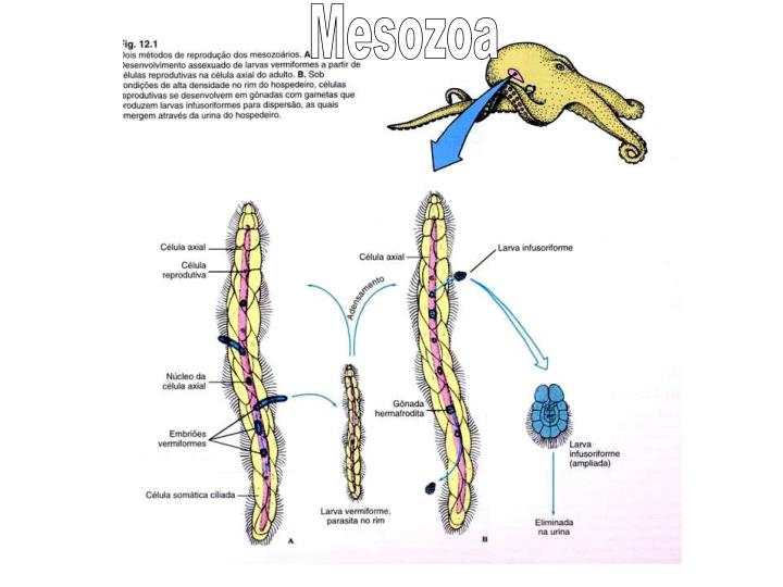 PPT - Mesozoa, Parazoa e Cnidaria PowerPoint Presentation - ID:3858784