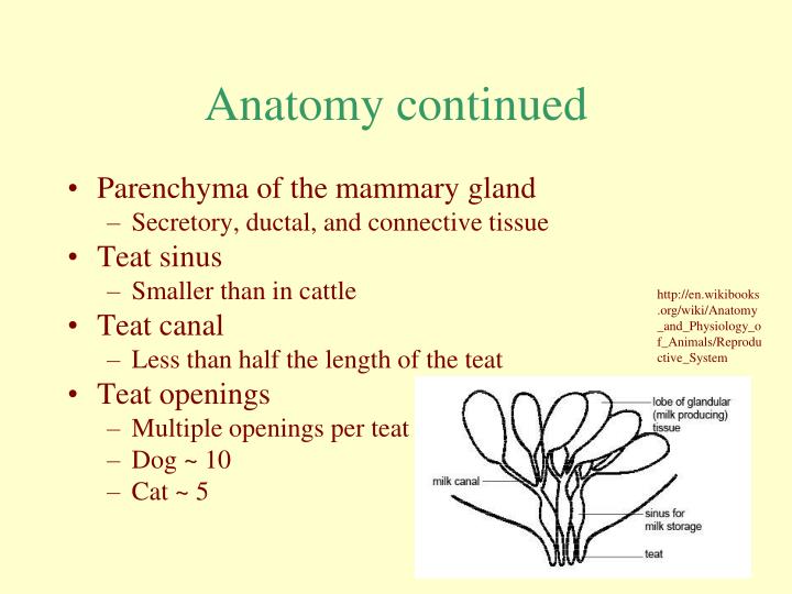 PPT - Lactation PowerPoint Presentation - ID:3859340