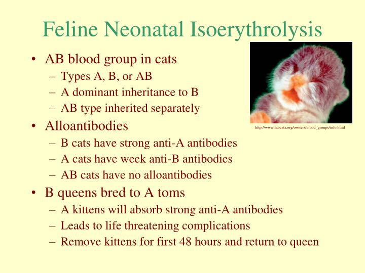 Ppt Lactation Powerpoint Presentation Id 3859340