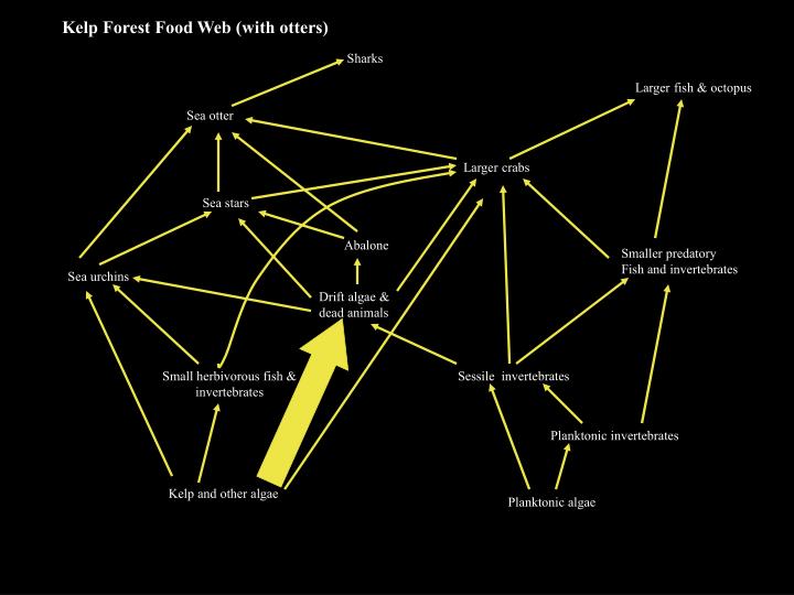PPT - Kelp Forest Zonation PowerPoint Presentation - ID:3860324