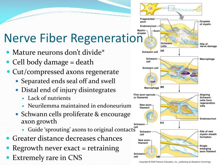 PPT - Peripheral Nervous System PowerPoint Presentation - ID:3861690