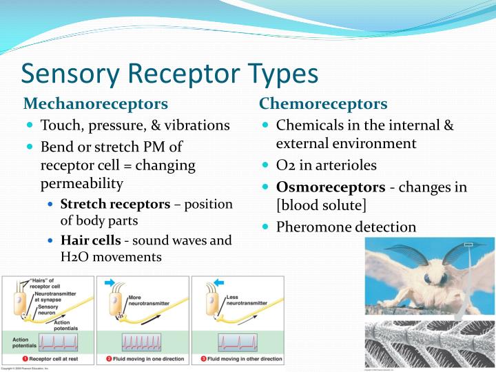 PPT - Peripheral Nervous System PowerPoint Presentation - ID:3861690