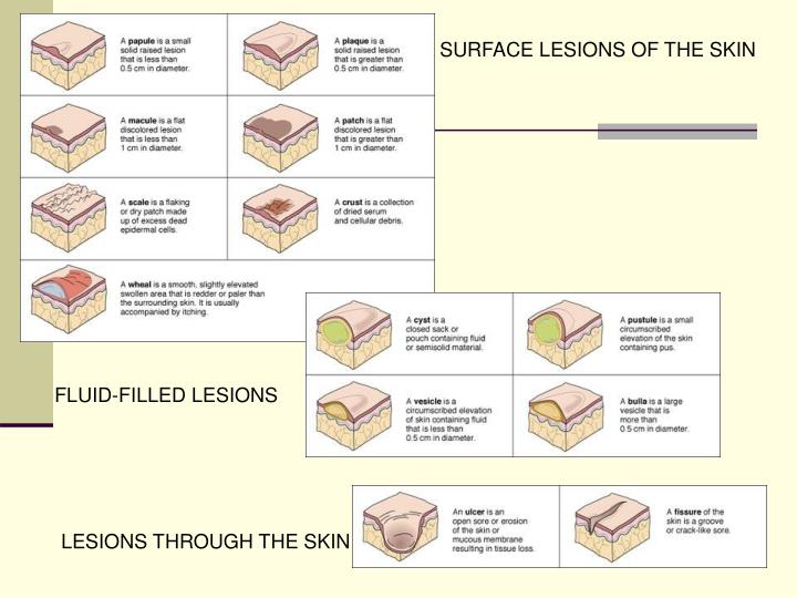 PPT - Chapter 12 Medical Terminology and Chapter 5 Body Structures: THE ...