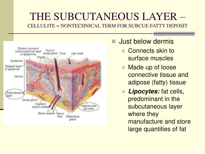 PPT - Chapter 12 Medical Terminology and Chapter 5 Body Structures: THE ...