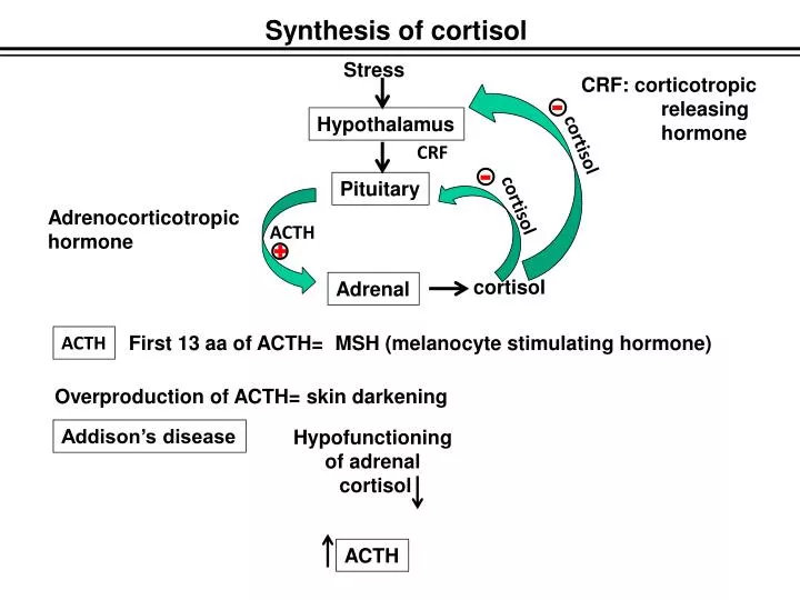 Ppt Synthesis Of Cortisol Powerpoint Presentation Free Download Id