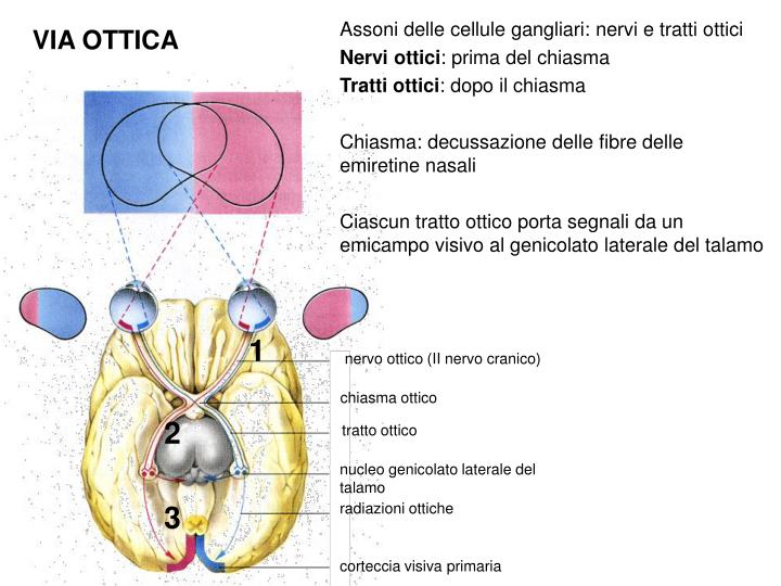 PPT - ANATOMIA UMANA PowerPoint Presentation - ID:3866786