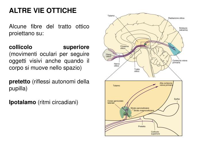 PPT - ANATOMIA UMANA PowerPoint Presentation - ID:3866786
