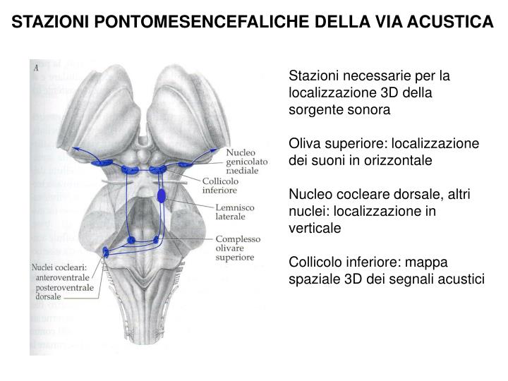 PPT - ANATOMIA UMANA PowerPoint Presentation - ID:3866786