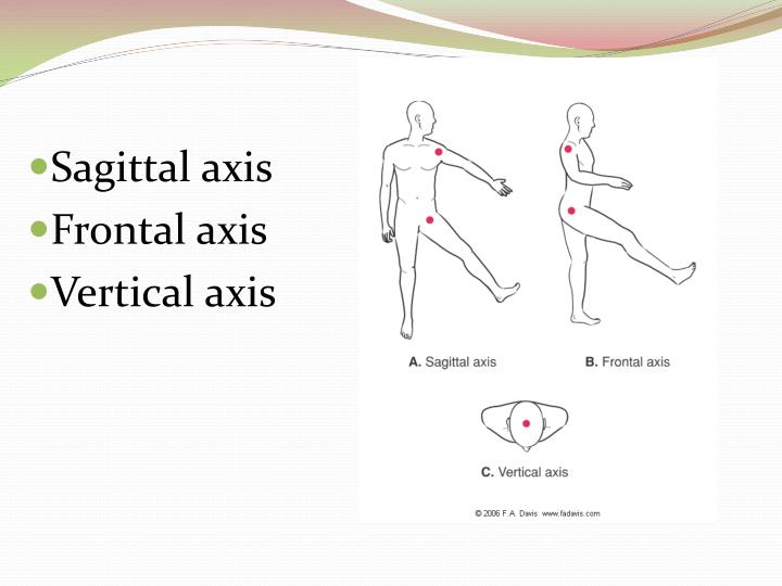 PPT - The Articular System PowerPoint Presentation - ID:3868640