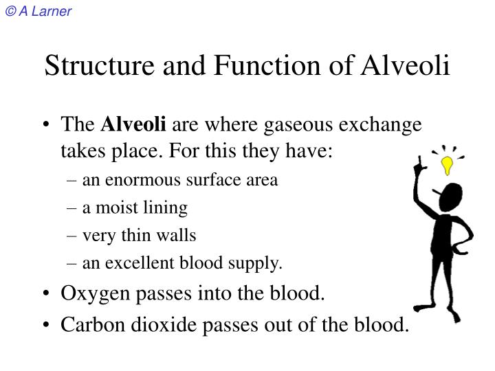 PPT - Respiration and Breathing PowerPoint Presentation - ID:3869286